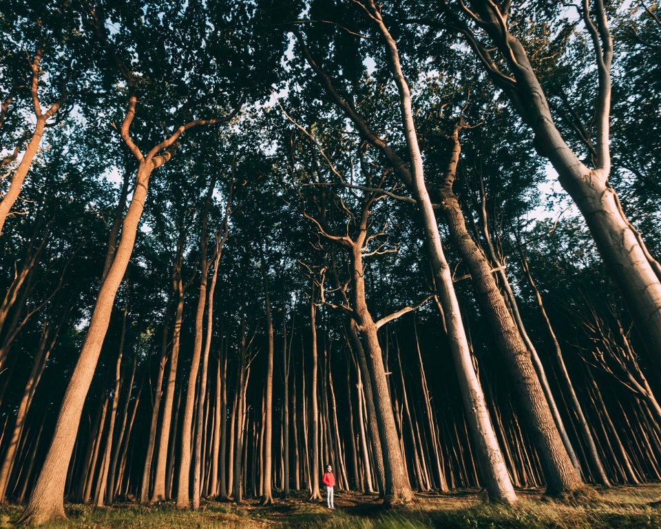 Gespensterwald Nienhagen: Hier spukt's doch! | kathrinsworld